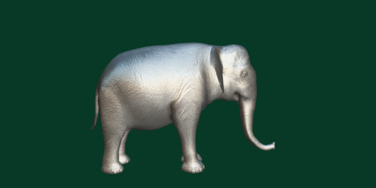 Asian Elephant - 3D Model by Nyilonelycompany