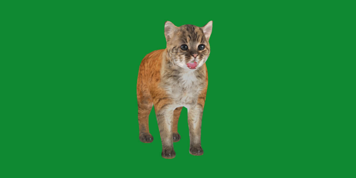 Asian Golden Kitten Cat - 3D Model by Nyilonelycompany