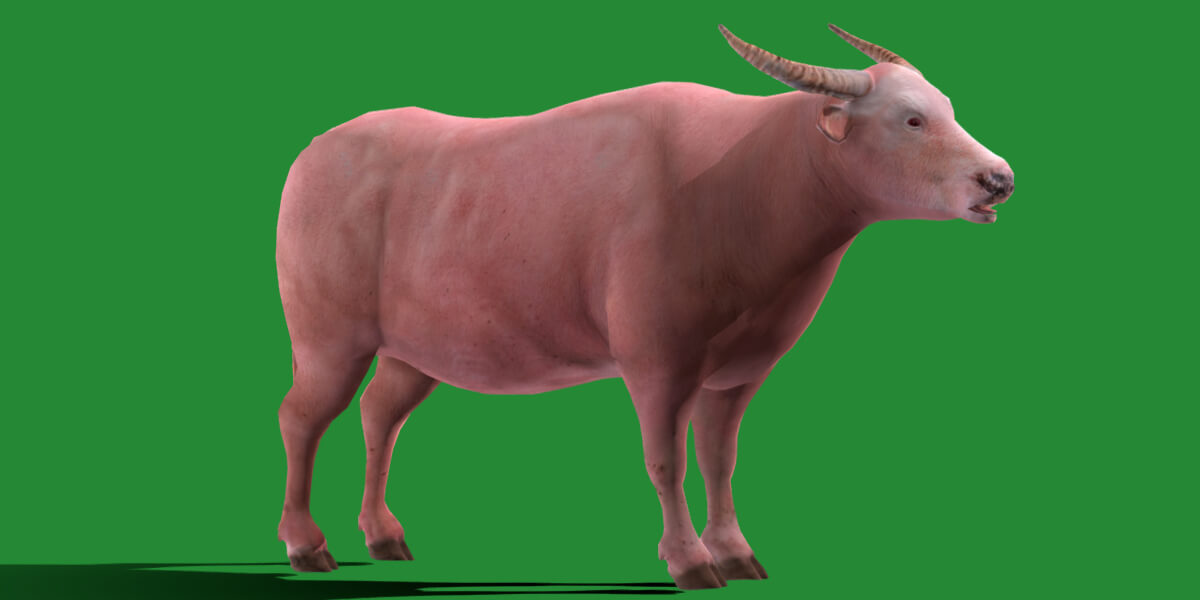 Asian Water Buffalo - 3D Model by Nyilonelycompany