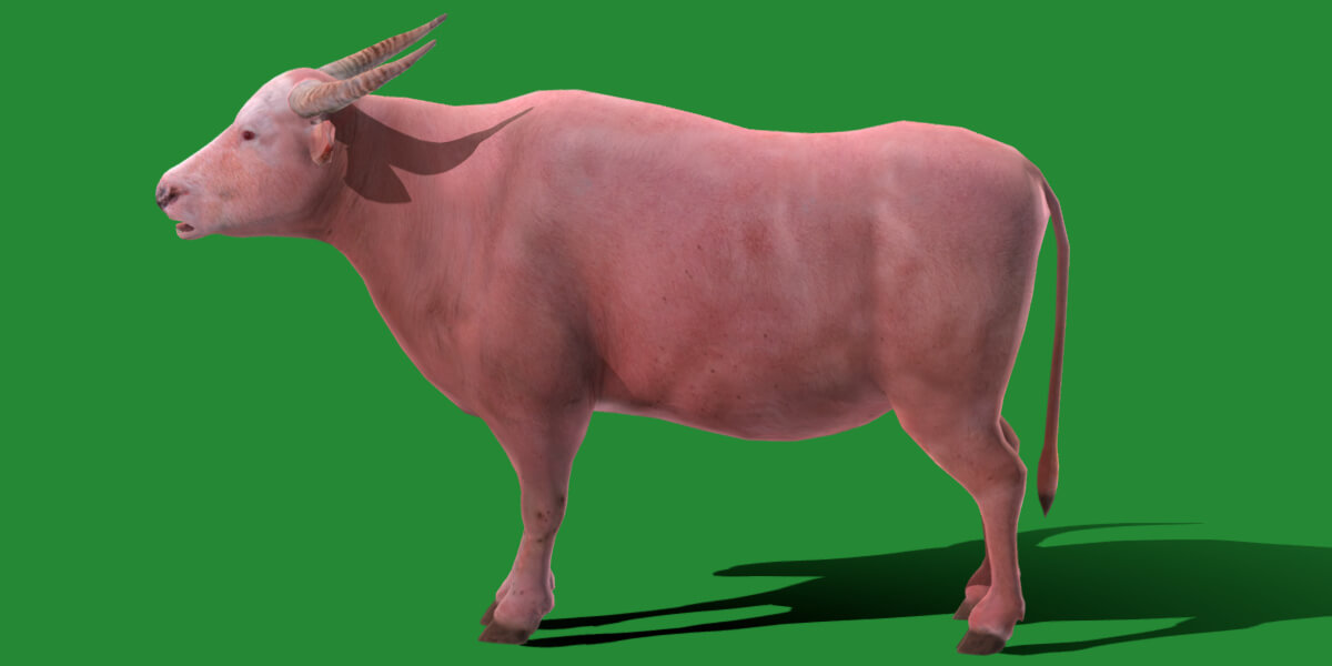 Asian Water Buffalo - 3D Model by Nyilonelycompany