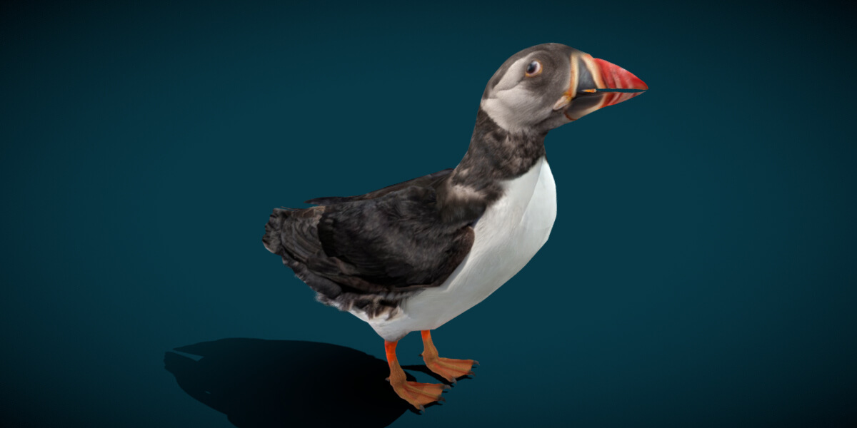 Atlantic Puffin Seabird Animal - 3D Model by Nyilonelycompany
