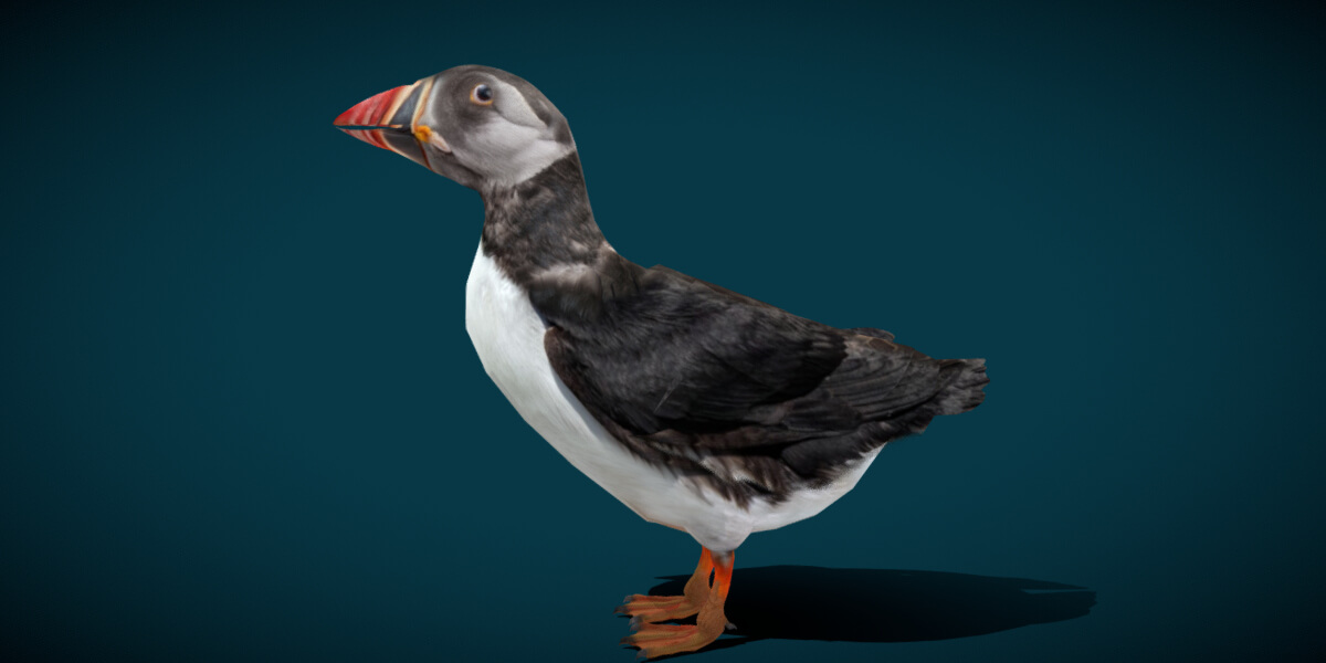 Atlantic Puffin Seabird Animal - 3D Model by Nyilonelycompany