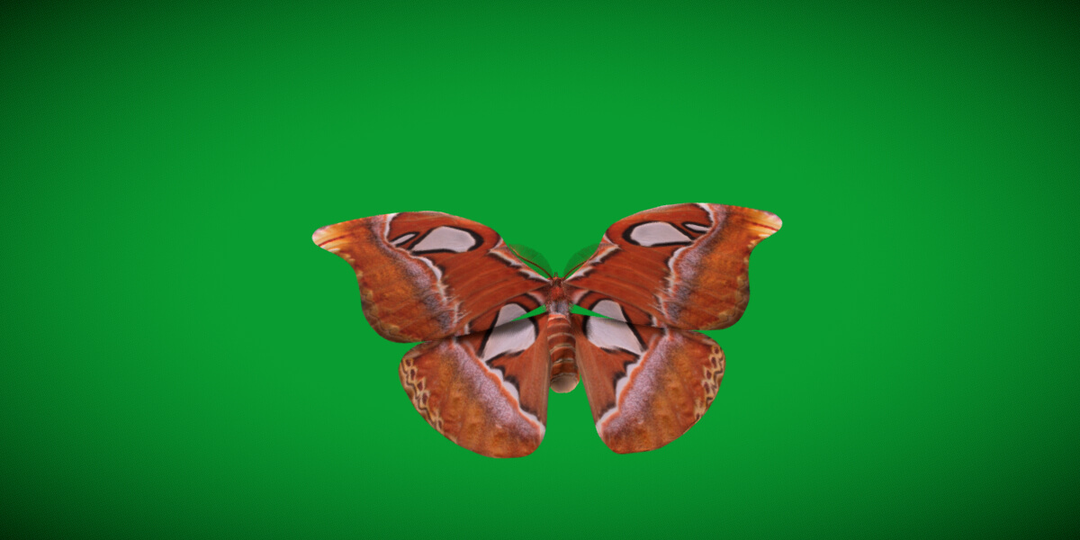 Atlas Moth Butterfly - 3D Model by Nyilonelycompany