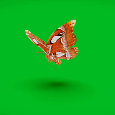 Atlas Moth Butterfly - 3D Model by Nyilonelycompany