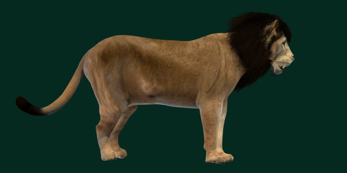 Atlas Young Male Lion - 3D Model by Nyilonelycompany