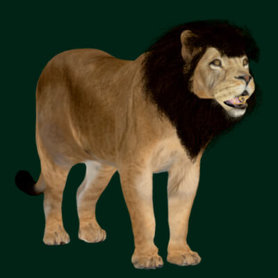 Atlas Young Male Lion - 3D Model by Nyilonelycompany