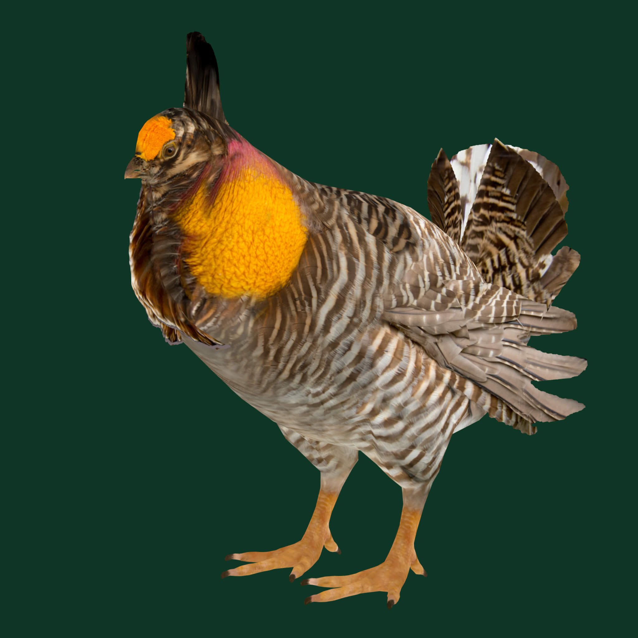 Attwater's Prairie Chicken Birds - 3D Model by Nyilonelycompany
