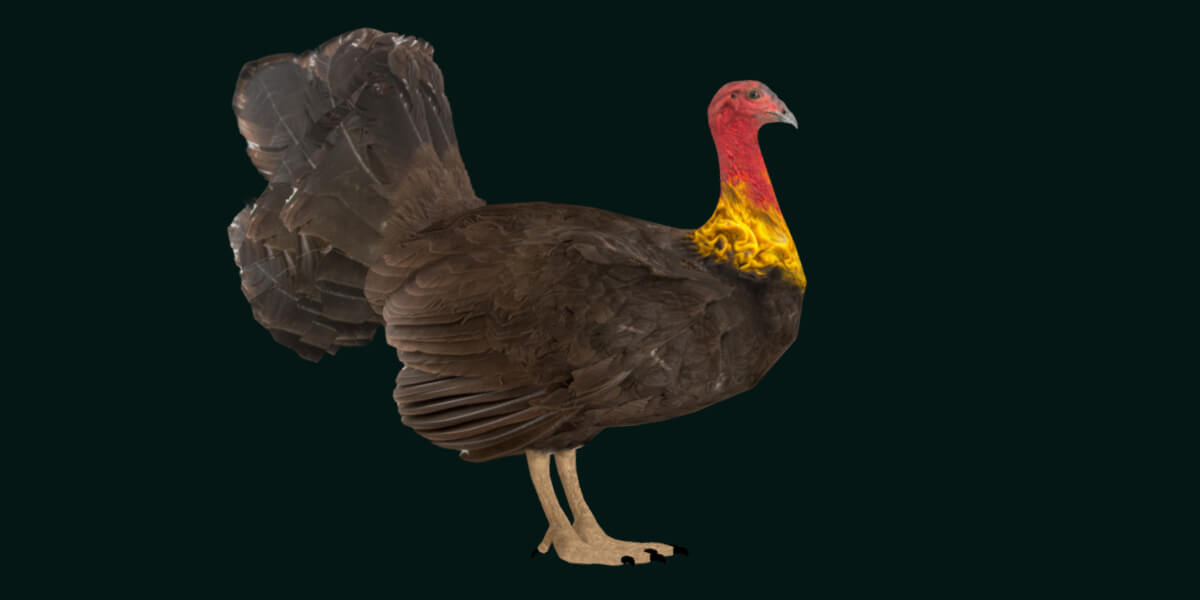 Australian Brush Turkey Bird - 3D Model by Nyilonelycompany