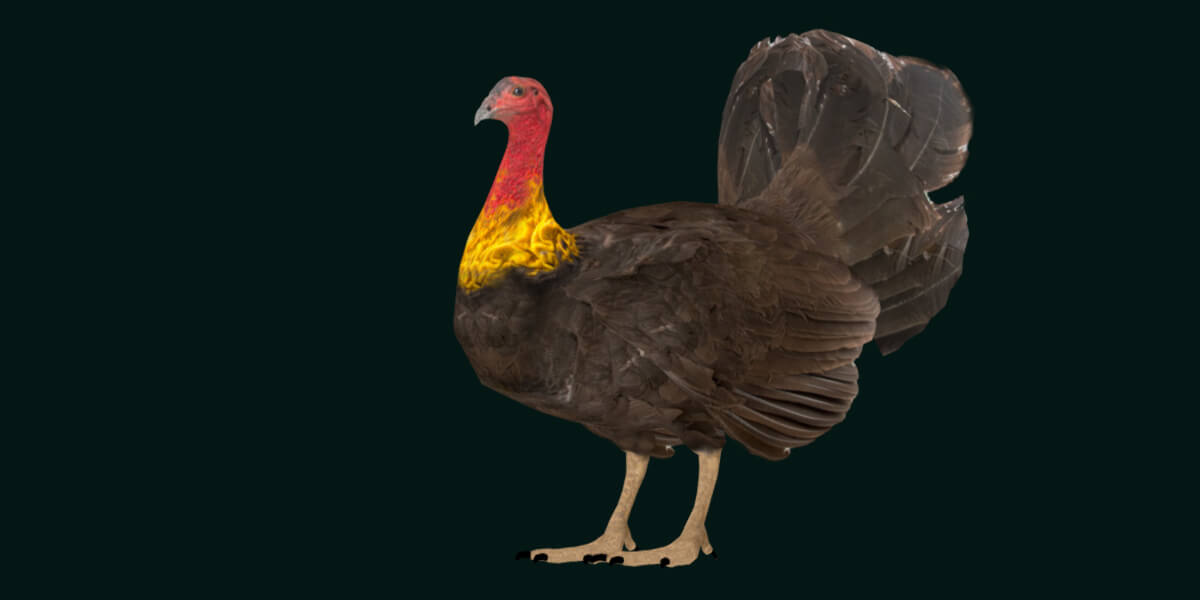 Australian Brush Turkey Bird - 3D Model by Nyilonelycompany