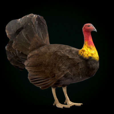 Australian Brush Turkey Bird - 3D Model by Nyilonelycompany