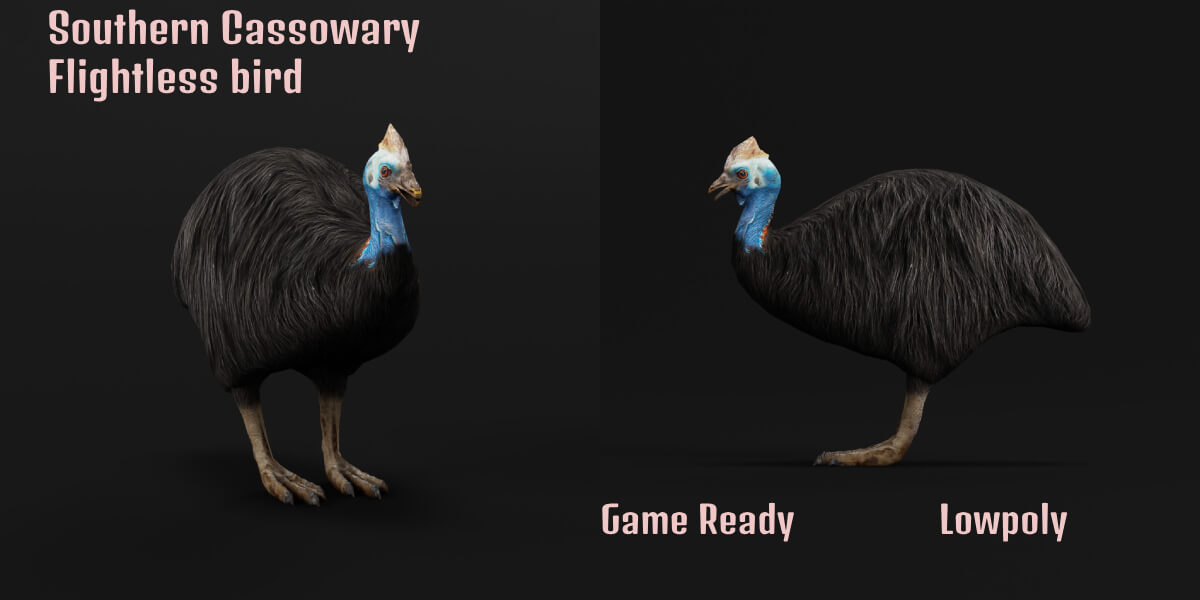 Australian Cassowary Flightless Black Bird - 3D Model by Nyilonelycompany