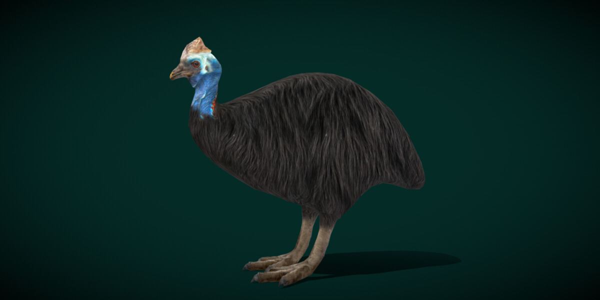 Australian Cassowary Flightless Black Bird - 3D Model by Nyilonelycompany