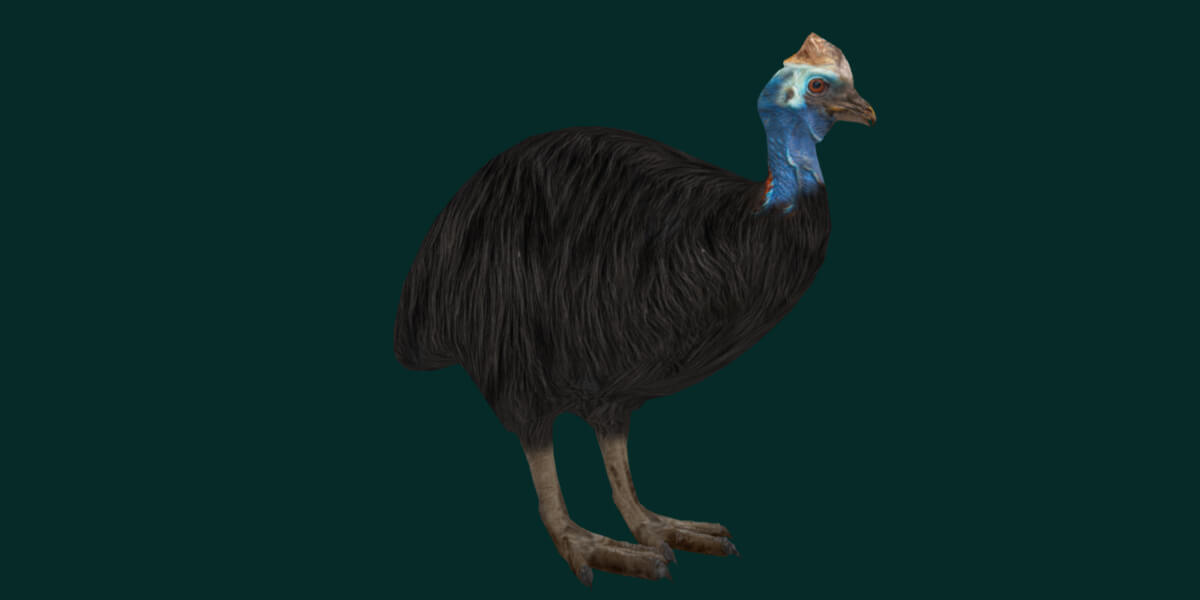 Australian Cassowary Flightless Black Bird - 3D Model by Nyilonelycompany