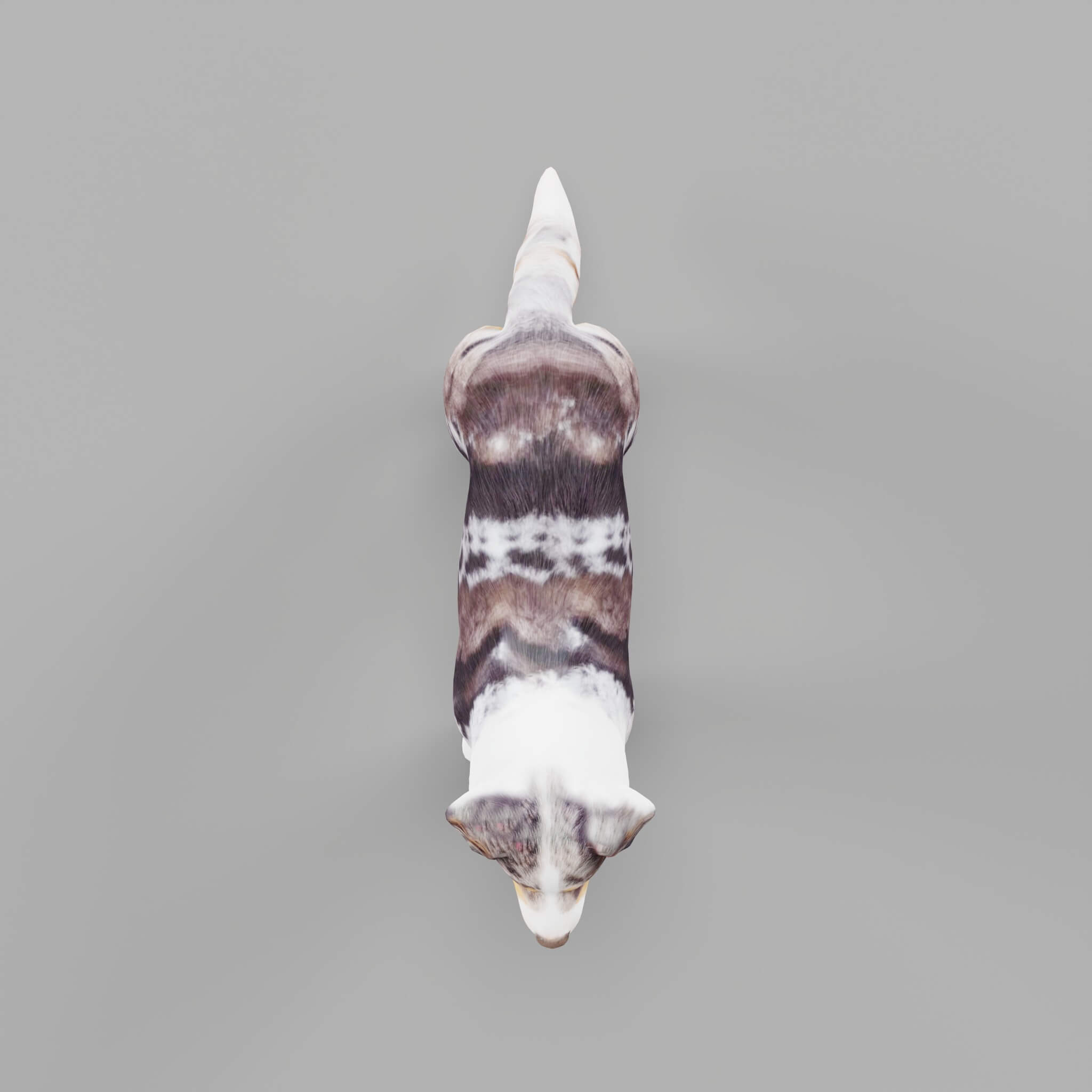 Australian Shepherd Dog - 3D Model by Nyilonelycompany