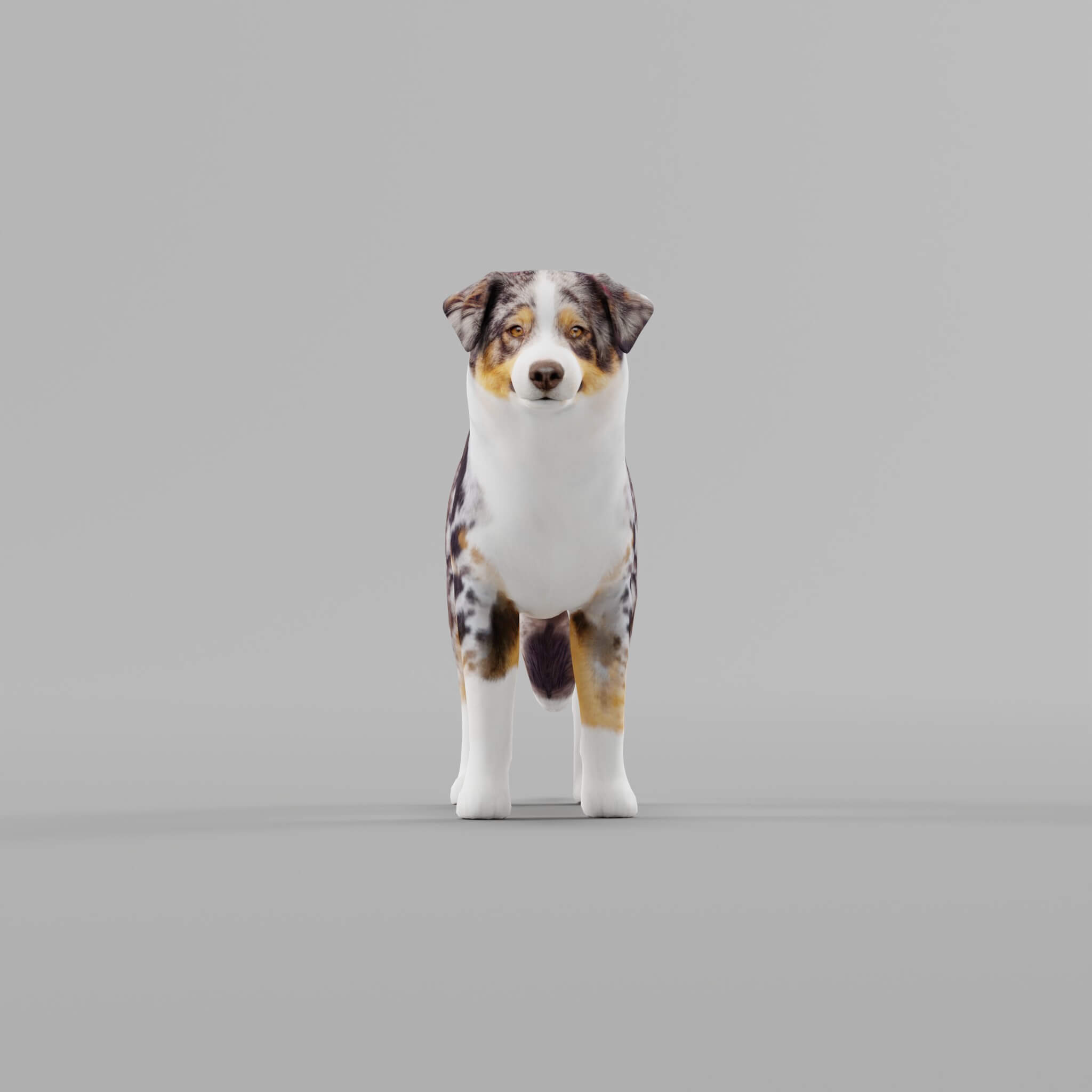 Australian Shepherd Dog - 3D Model by Nyilonelycompany