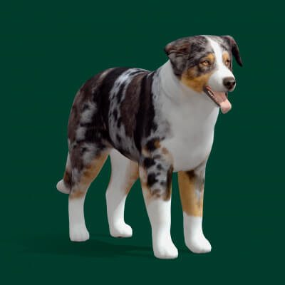Australian Shepherd Dog - 3D Model by Nyilonelycompany