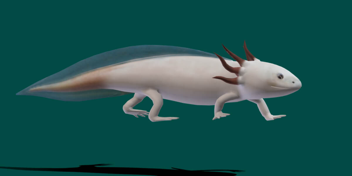 Axolotl Anmals - 3D Model by Nyilonelycompany