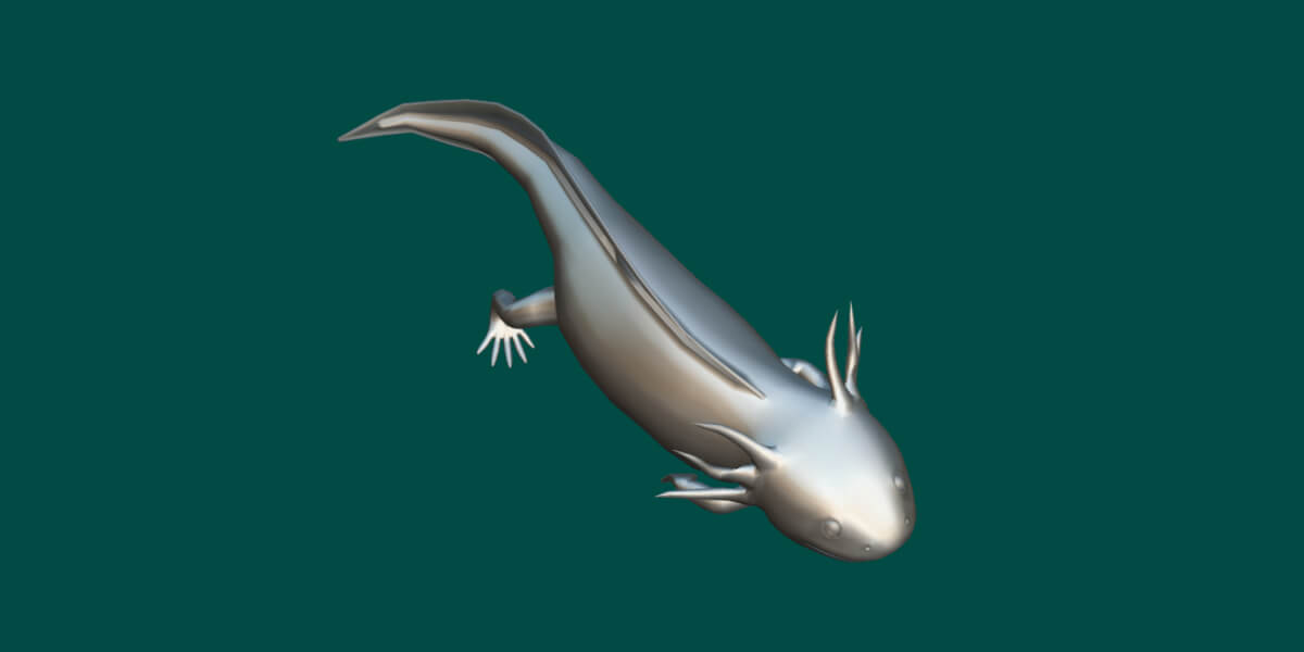 Axolotl Anmals - 3D Model by Nyilonelycompany