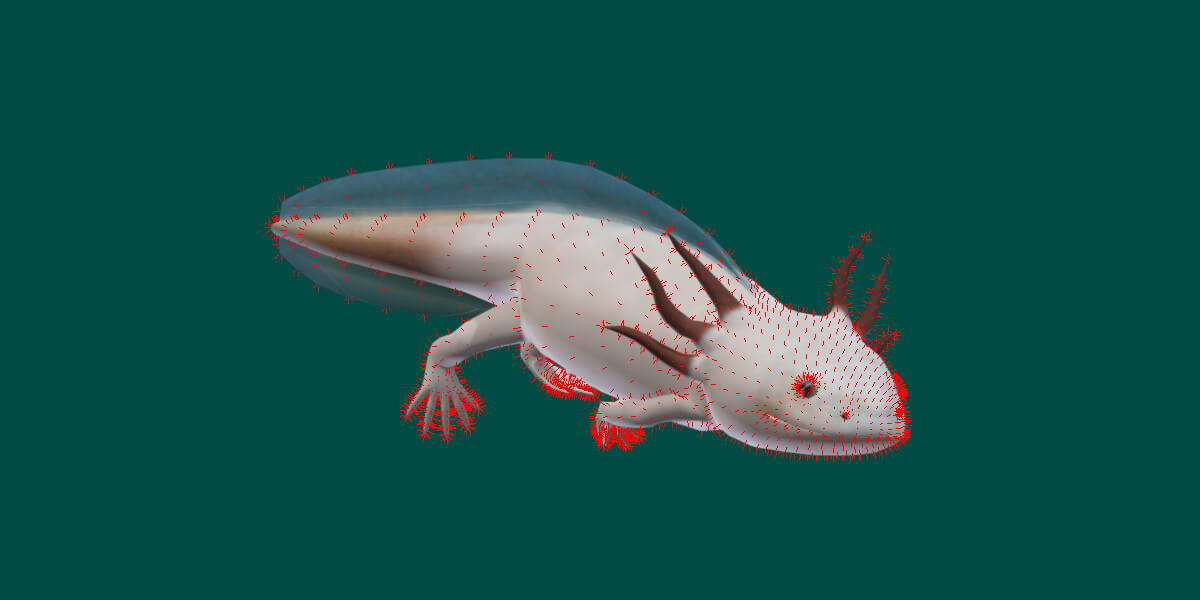 Axolotl Anmals - 3D Model by Nyilonelycompany