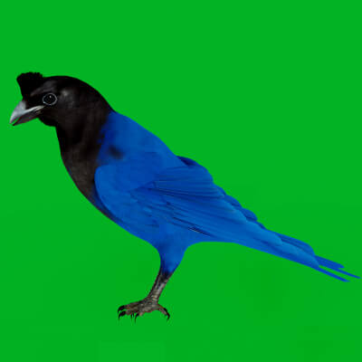 Azure Jay Bird - 3D Model by Nyilonelycompany