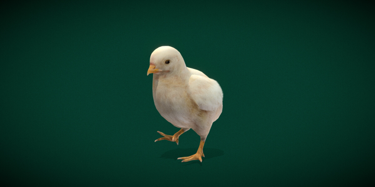 Baby Chicken Animal - 3D Model by Nyilonelycompany