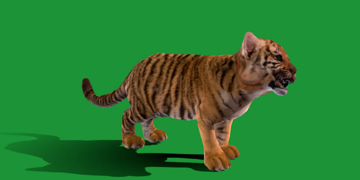 Baby Tiger Cub - 3D Model by Nyilonelycompany