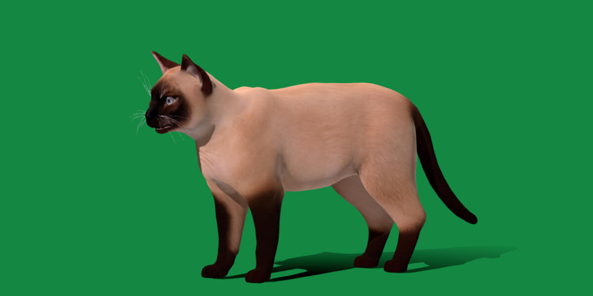 Balinese Siamese Cat - 3D Model by Nyilonelycompany