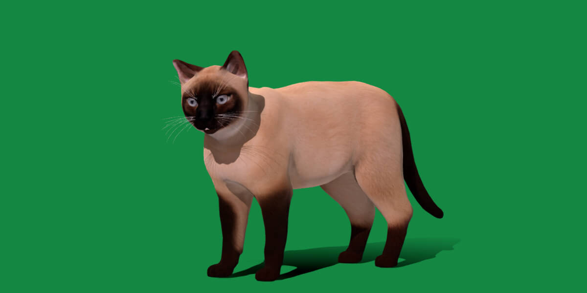 Balinese Siamese Cat - 3D Model by Nyilonelycompany