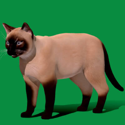 Gltf 3D Models | Animals | Cats | RenderHub