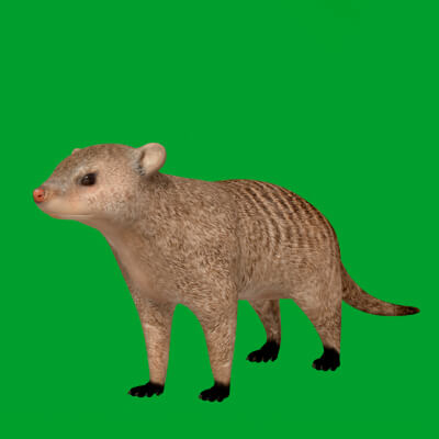 Banded Mongoose - 3D Model by Nyilonelycompany