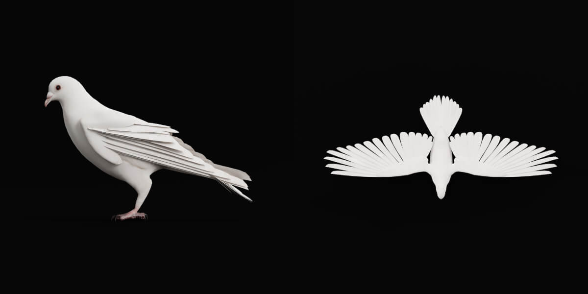 Barbary White Dove - 3D Model by Nyilonelycompany