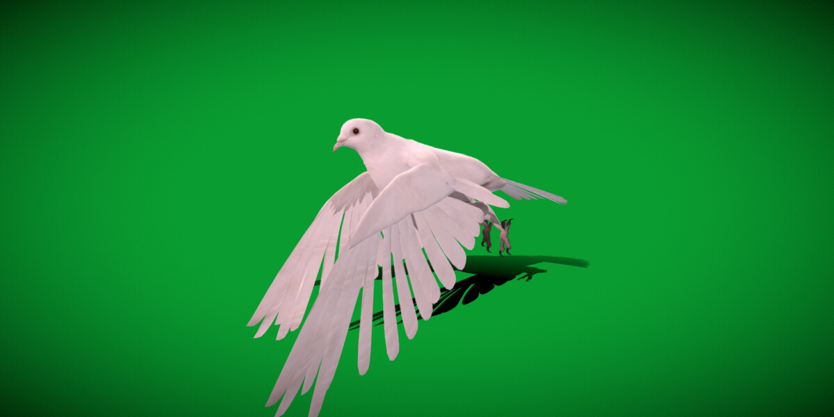 Barbary White Dove - 3D Model by Nyilonelycompany