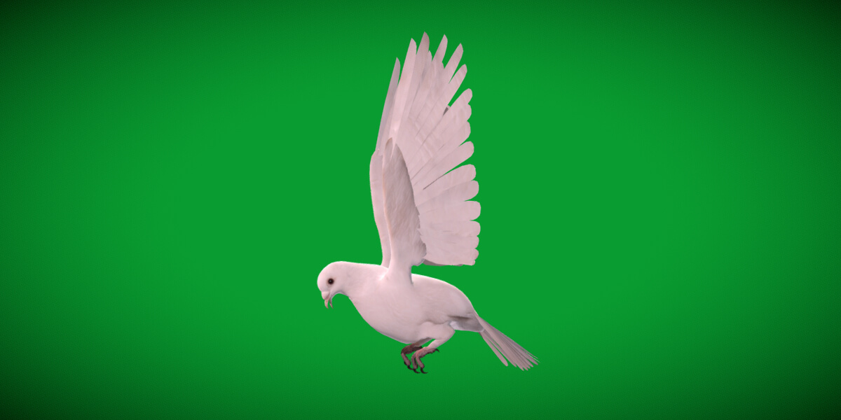 Barbary White Dove - 3D Model by Nyilonelycompany