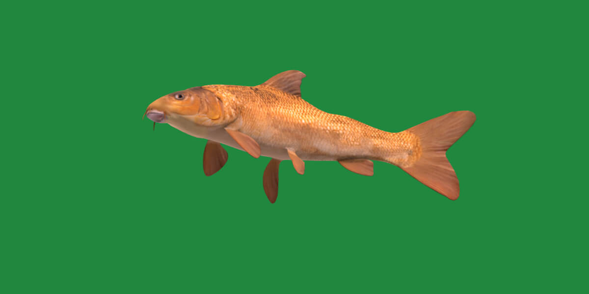 Barbel Barbus Freshwater Fish - 3D Model by Nyilonelycompany