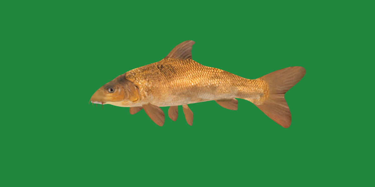 Barbel Barbus Freshwater Fish - 3D Model by Nyilonelycompany