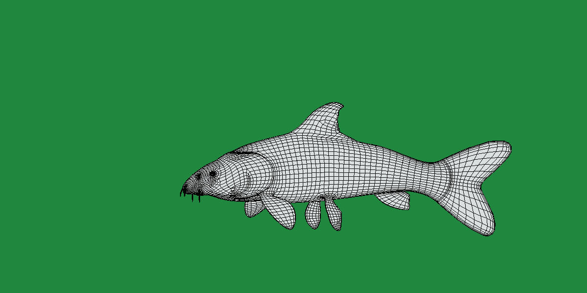 Barbel Barbus Freshwater Fish - 3D Model by Nyilonelycompany