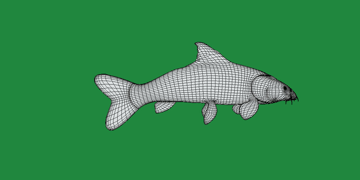 Barbel Barbus Freshwater Fish - 3D Model by Nyilonelycompany