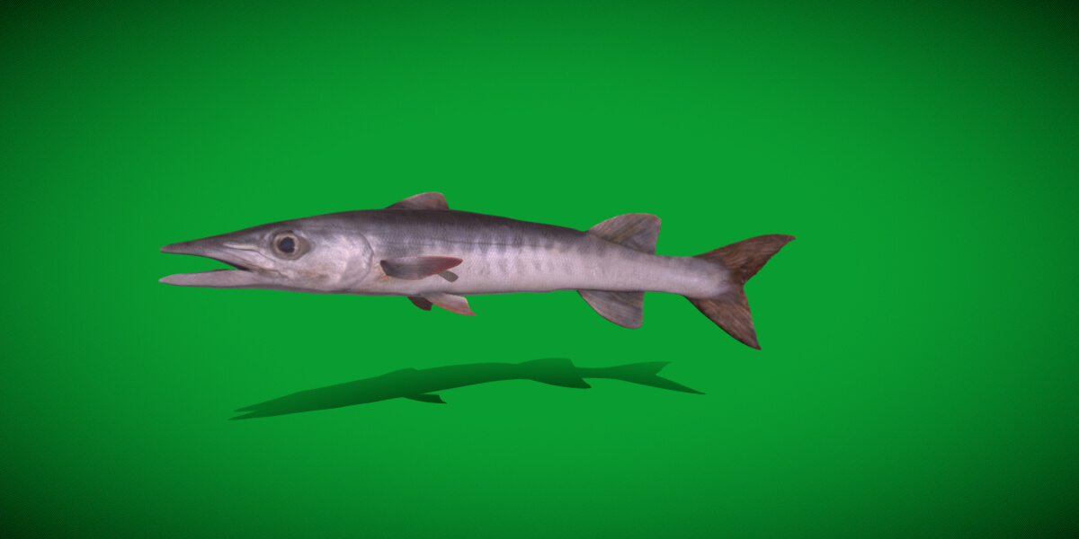 Barracuda Fish - 3D Model by Nyilonelycompany