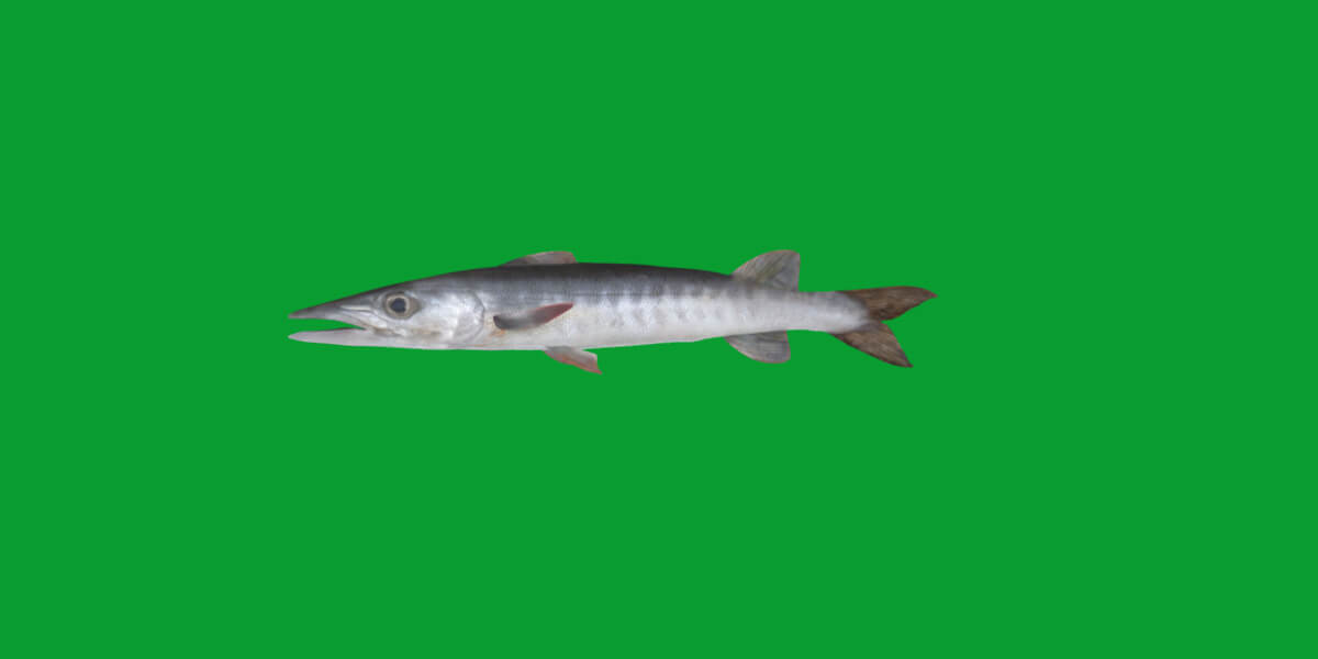 Barracuda Fish - 3D Model by Nyilonelycompany