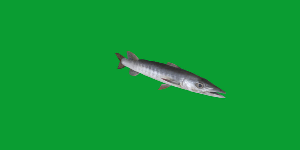 Barracuda Fish - 3D Model by Nyilonelycompany