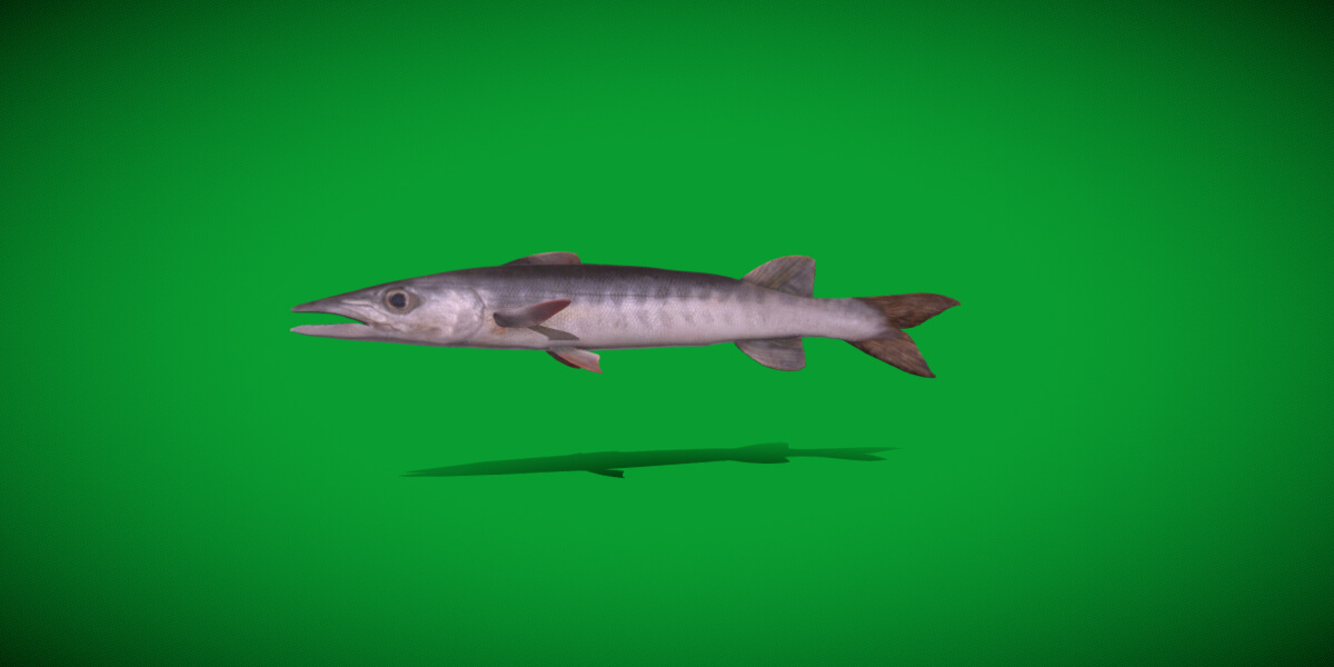 Barracuda Fish - 3D Model by Nyilonelycompany