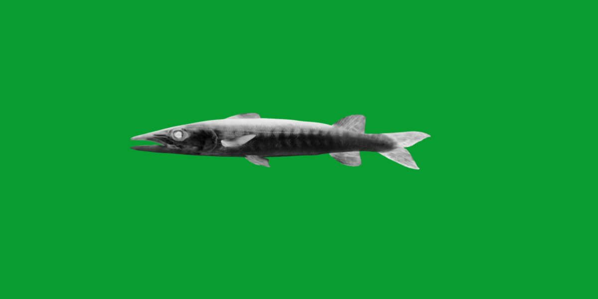 Barracuda Fish - 3D Model by Nyilonelycompany