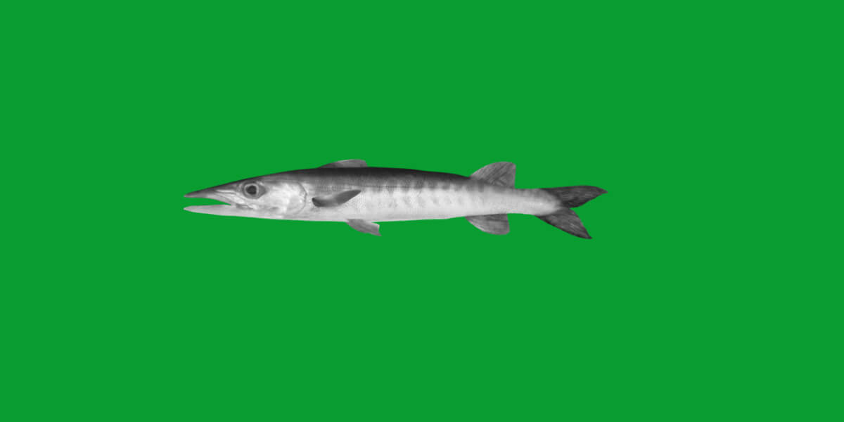 Barracuda Fish - 3D Model by Nyilonelycompany