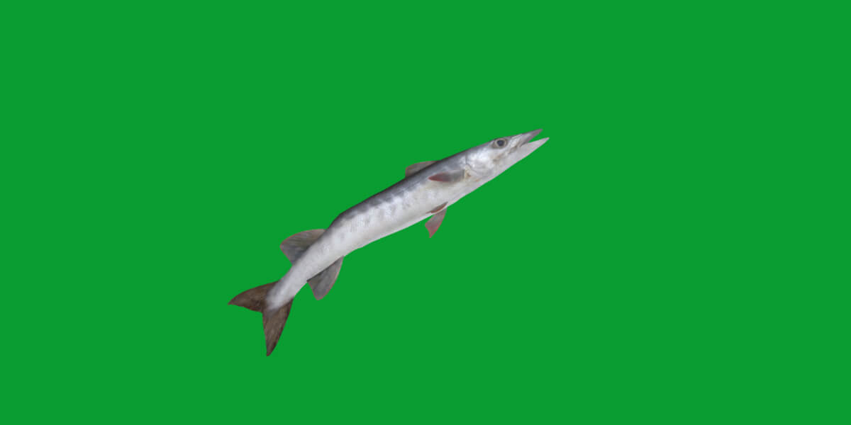 Barracuda Fish - 3D Model by Nyilonelycompany