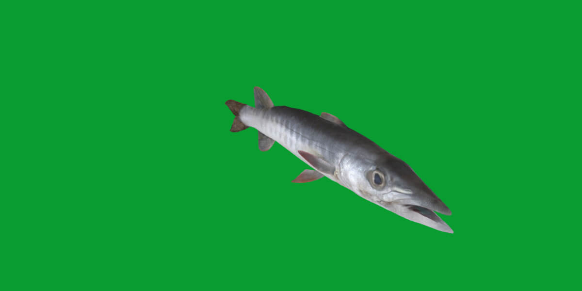 Barracuda Fish - 3D Model by Nyilonelycompany