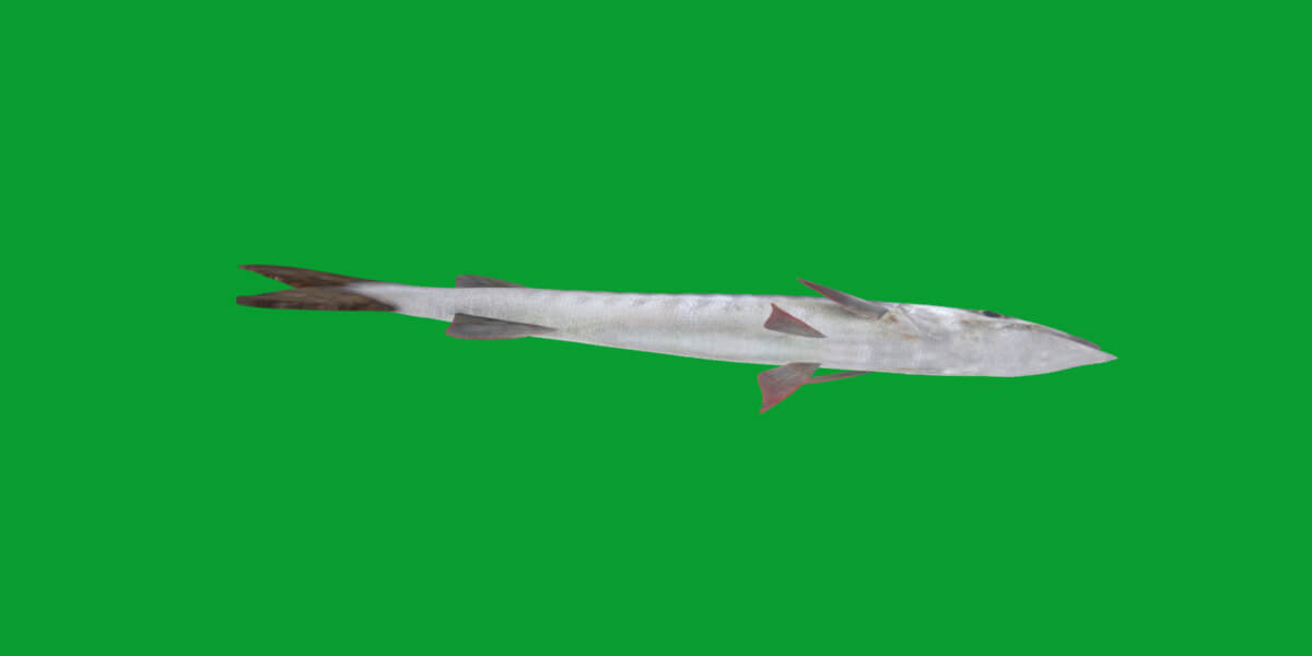 Barracuda Fish - 3D Model by Nyilonelycompany