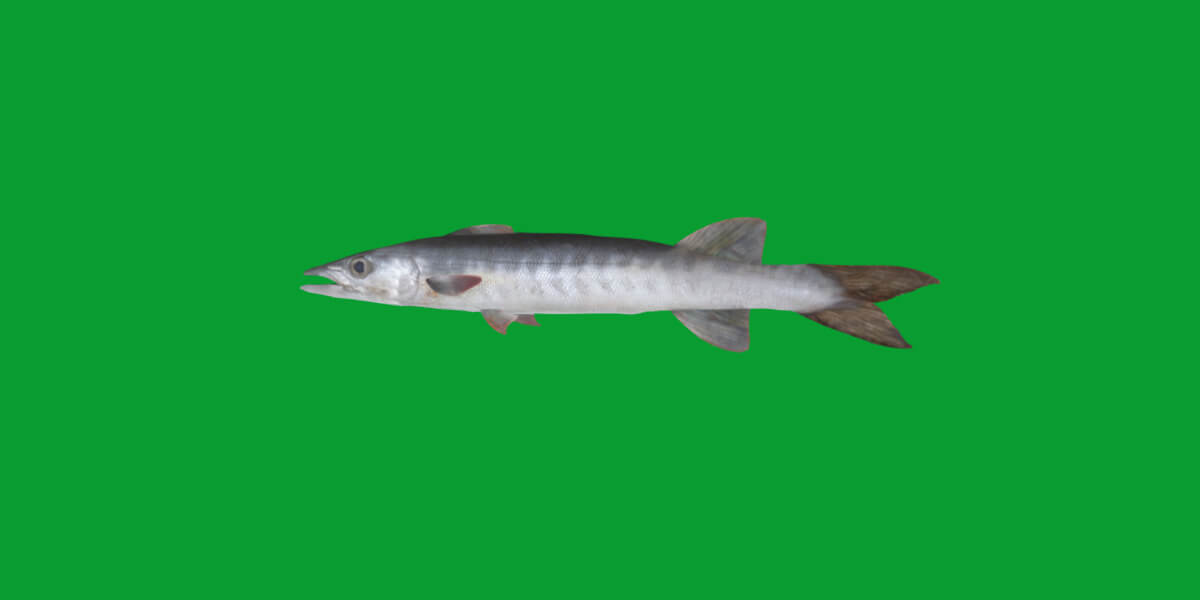 Barracuda Fish - 3D Model by Nyilonelycompany