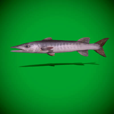 3D Models | Animals | Fish | RenderHub