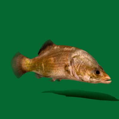 Barramundi Asian Sea Bass Fish - 3D Model by Nyilonelycompany