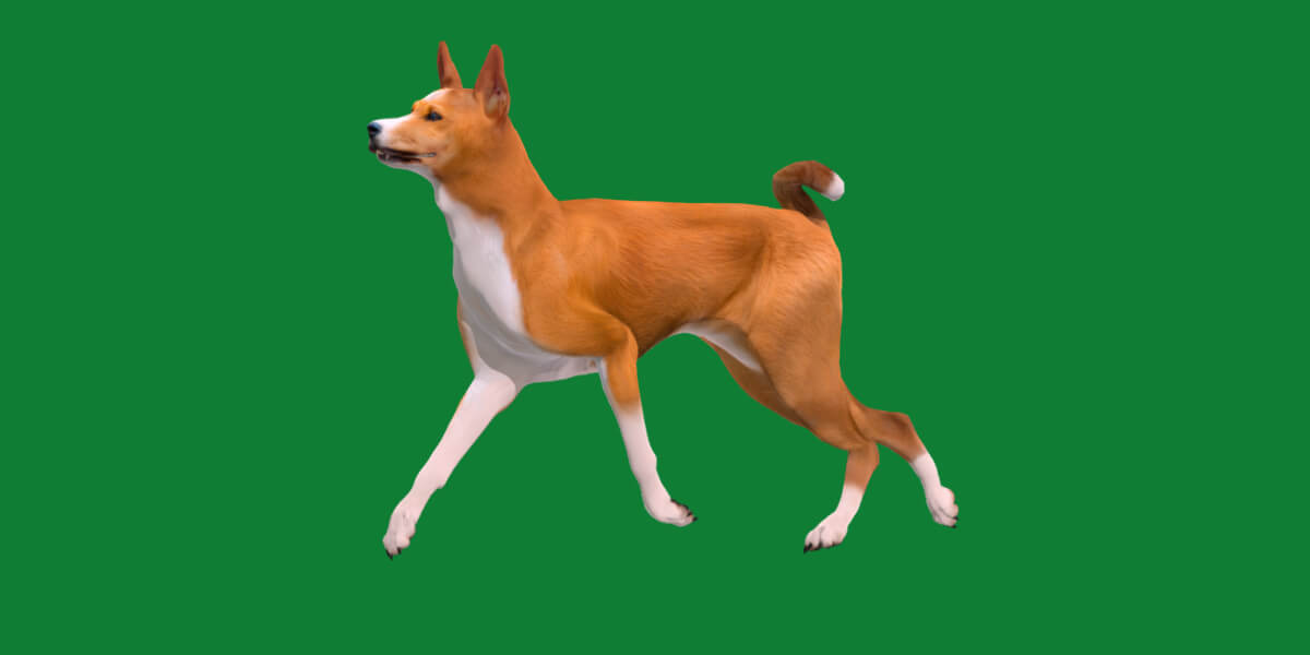 Basenji Dog Breed - 3D Model by Nyilonelycompany
